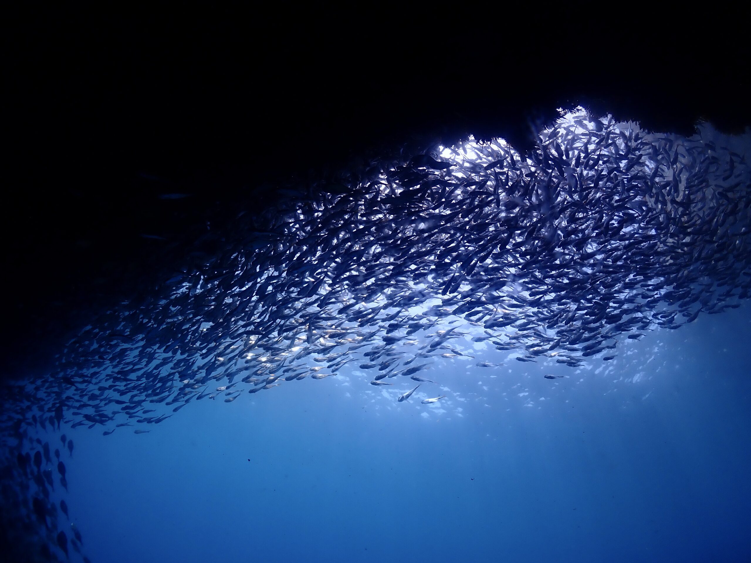 CE68B8D4-3CBB-4F41-9626-BF251EE9C727 – 神奈川県横浜市のダイビングスクールミッドサマー！生涯現役100歳シニアダイバー応援!!